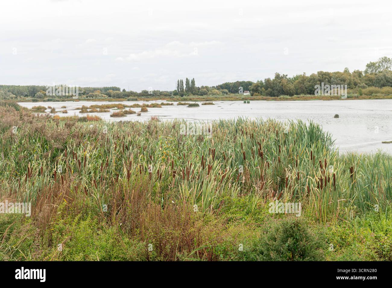 Kastel Belgium September 2025 Nationaal Park Scheldevallei, Scheldt ...
