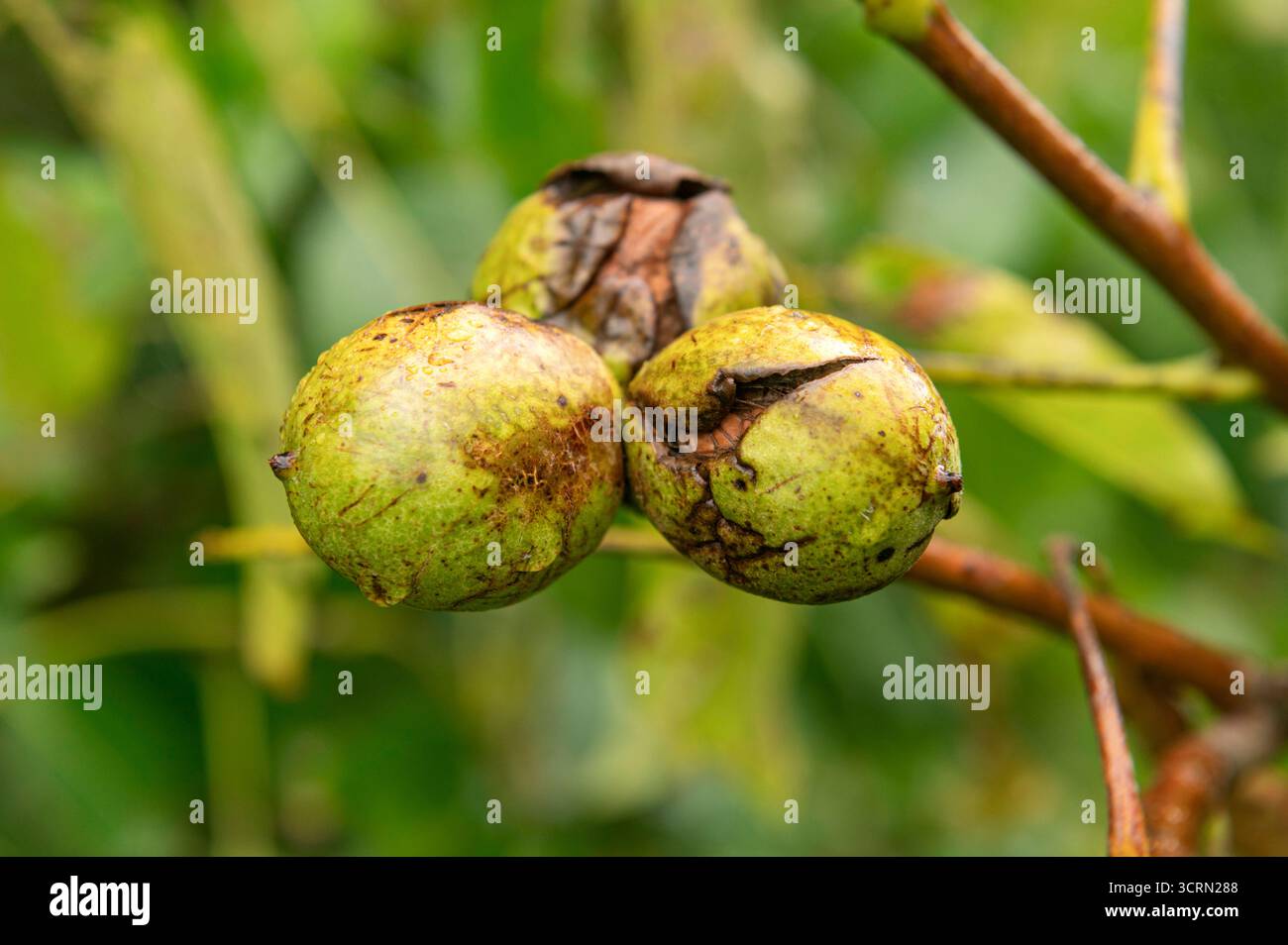 Appels Belgium September 2025 Walnuts juglans on a tree. Showing the ...
