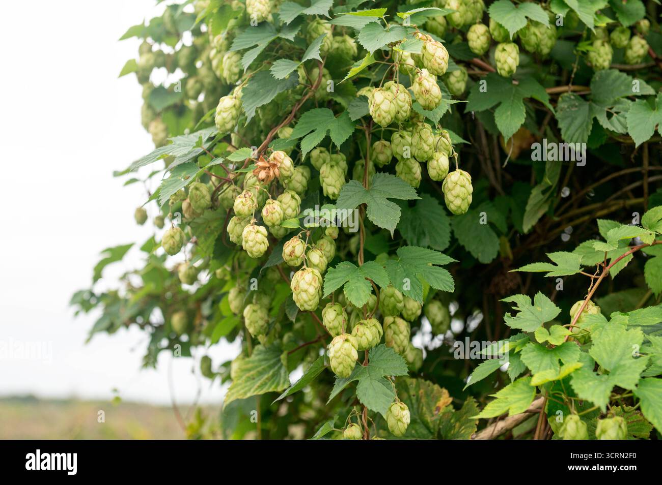 Temse Belgium September 2025 Hop Humulus lupulus growing wild along a ...