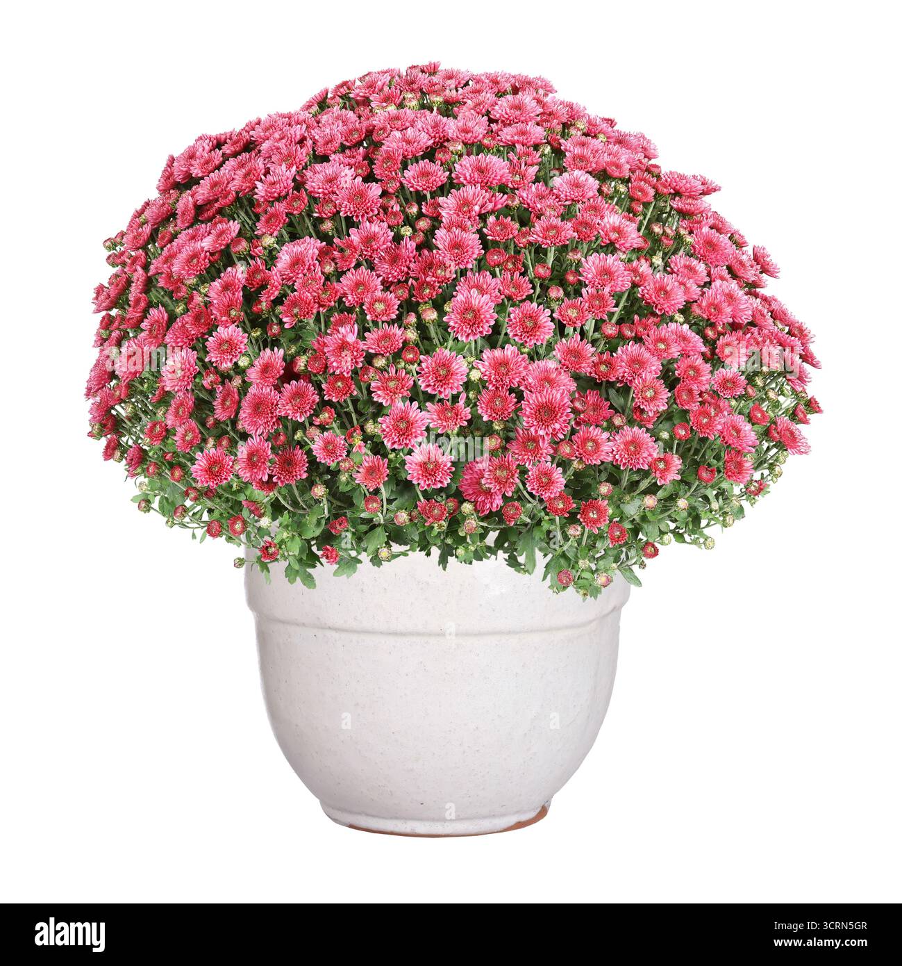 White chrysanthemums in garden Cut Out Stock Images & Pictures - Alamy