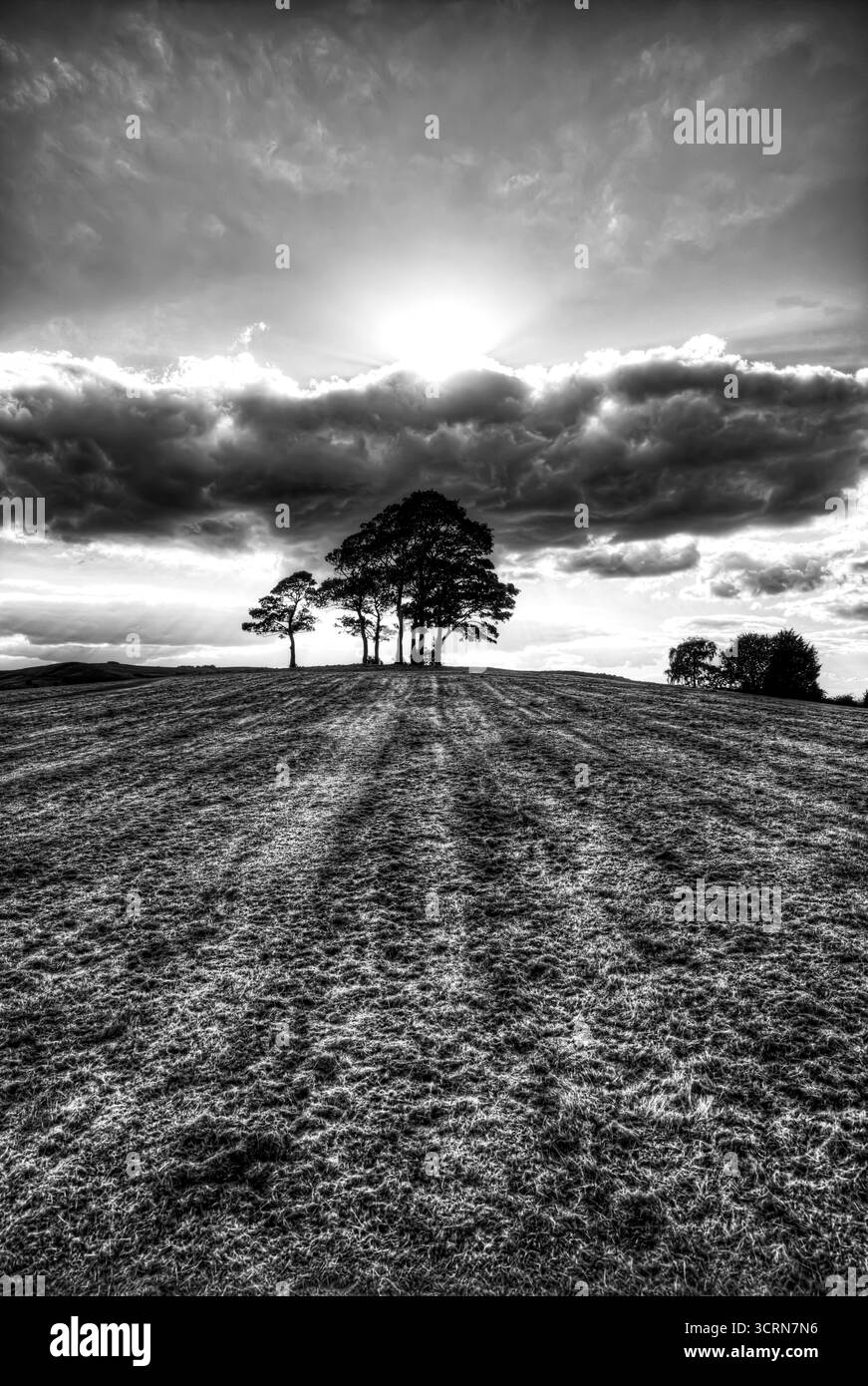 Copse, Skipton, Yorkshire, UK, England, trees, dramatic, black and ...