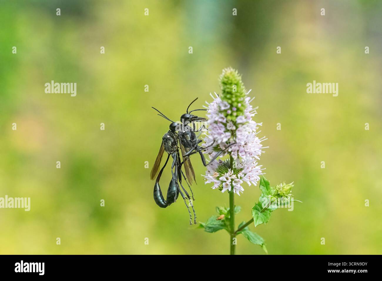 Thread mark hi-res stock photography and images - Alamy