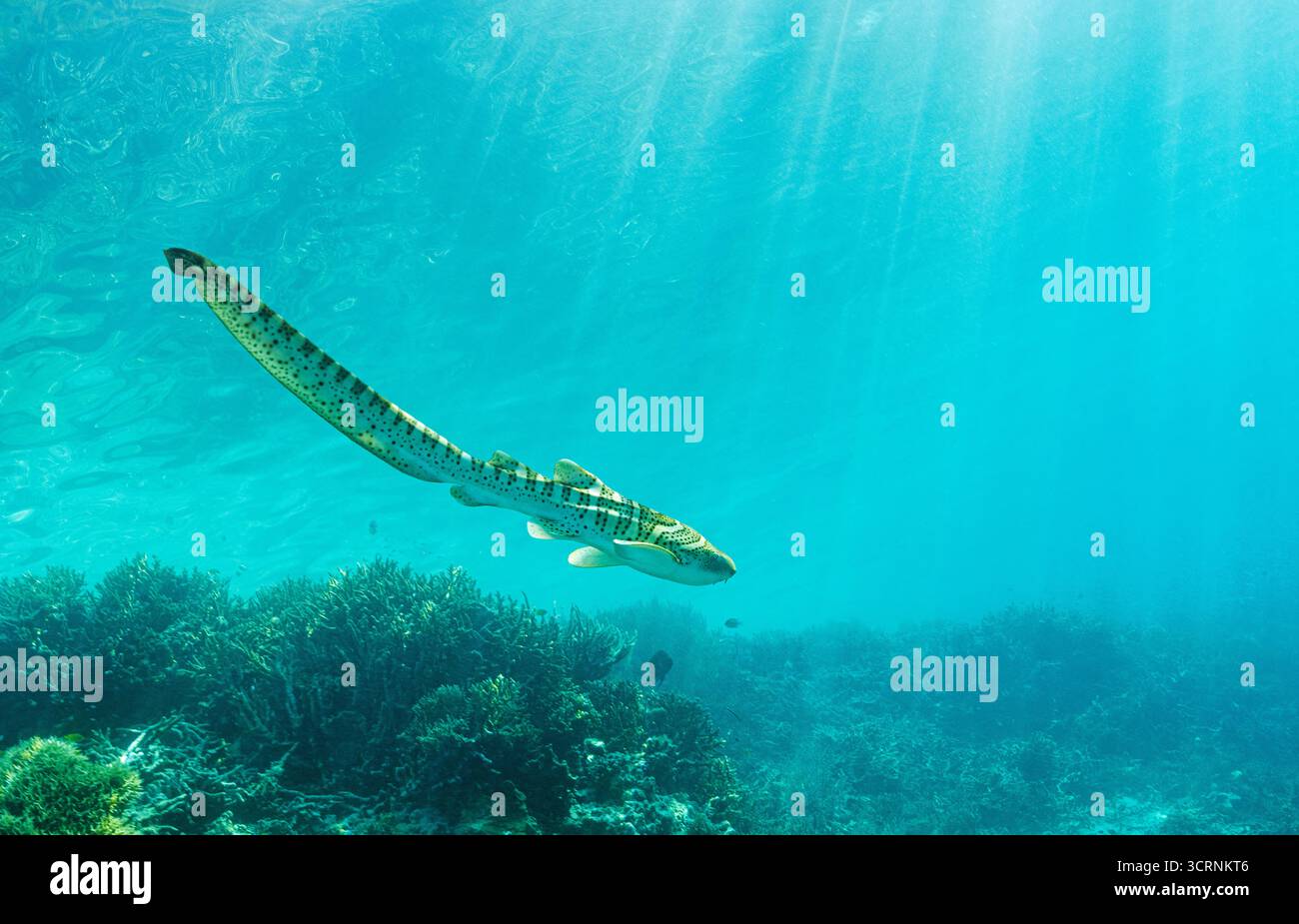Juvenile zebra shark, Stegostoma tigrinum, critically endangered ...