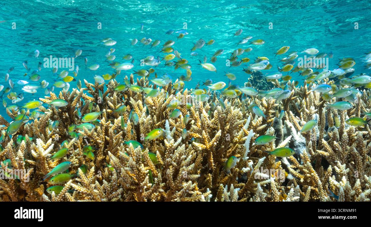 Reef scenic with howering damsels, Chromis viridis, Raja Ampat ...