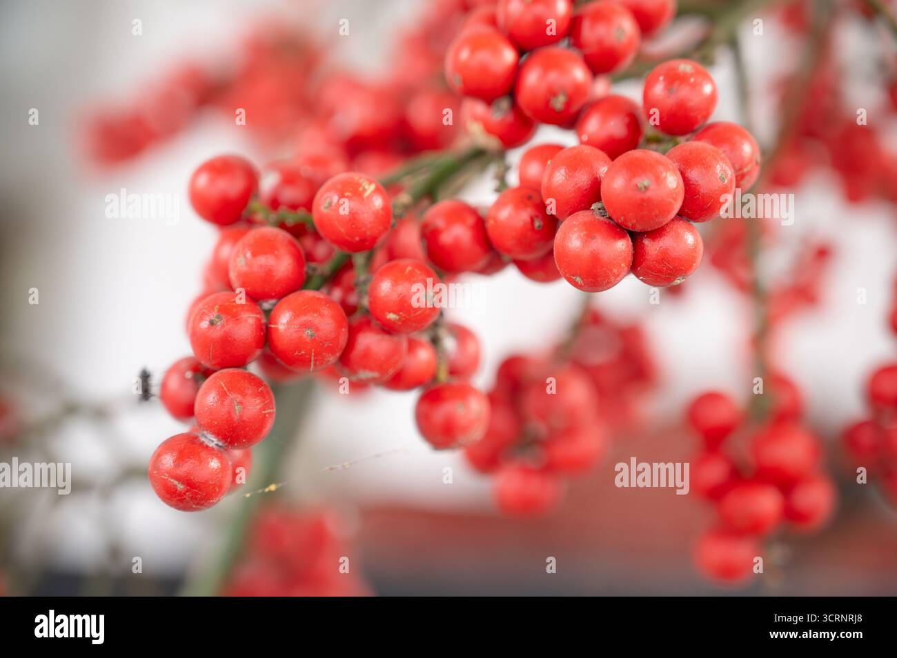 Red Palm Tree Fruit Of Dwarf Royal Palm Or Christmas Palm, Adonidia ...