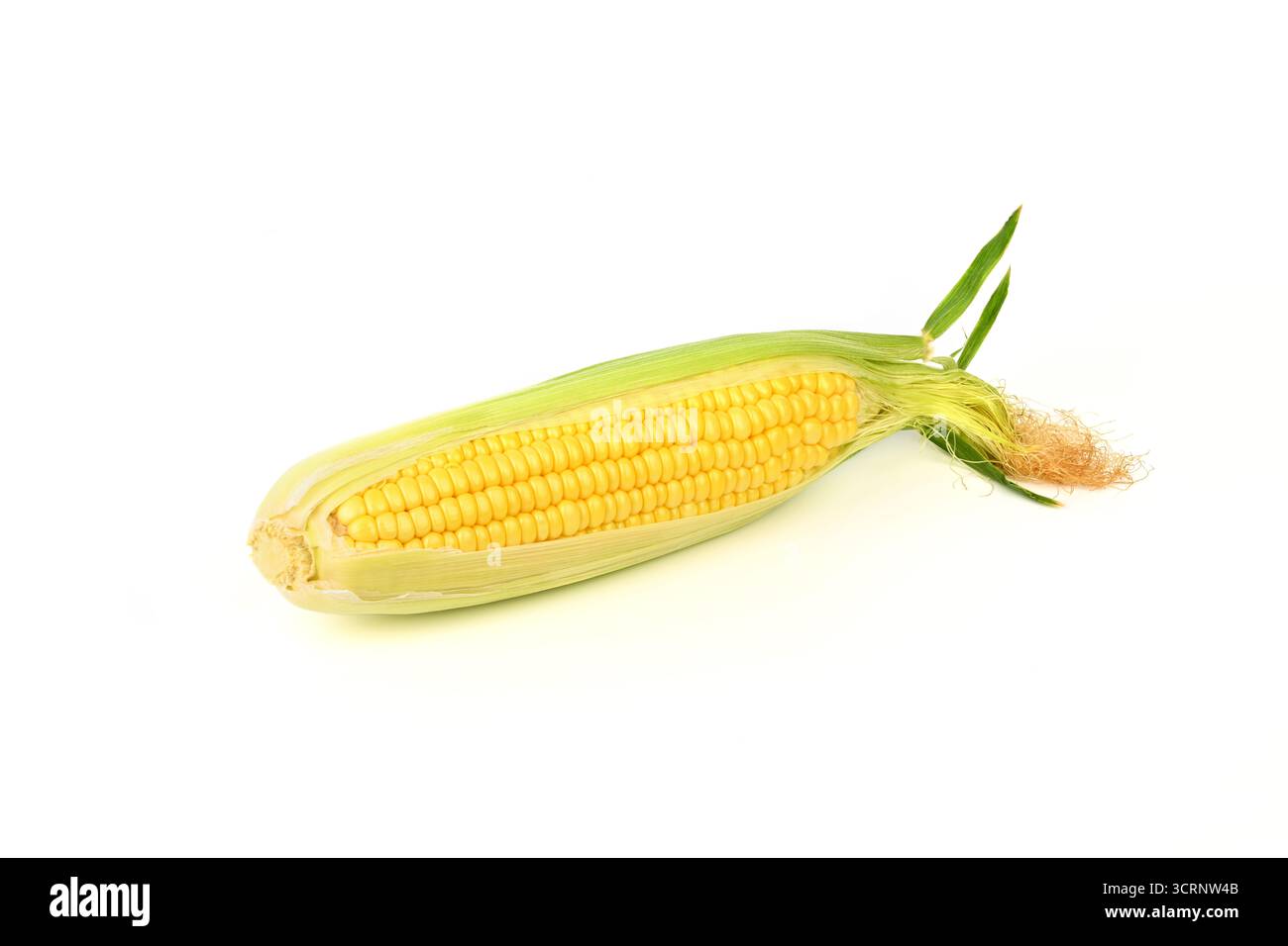A corn cob is shown with its green husk still attached. The corn is ...