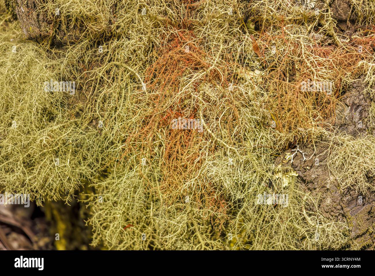 Bunch fruticose lichen growing hi-res stock photography and images - Alamy