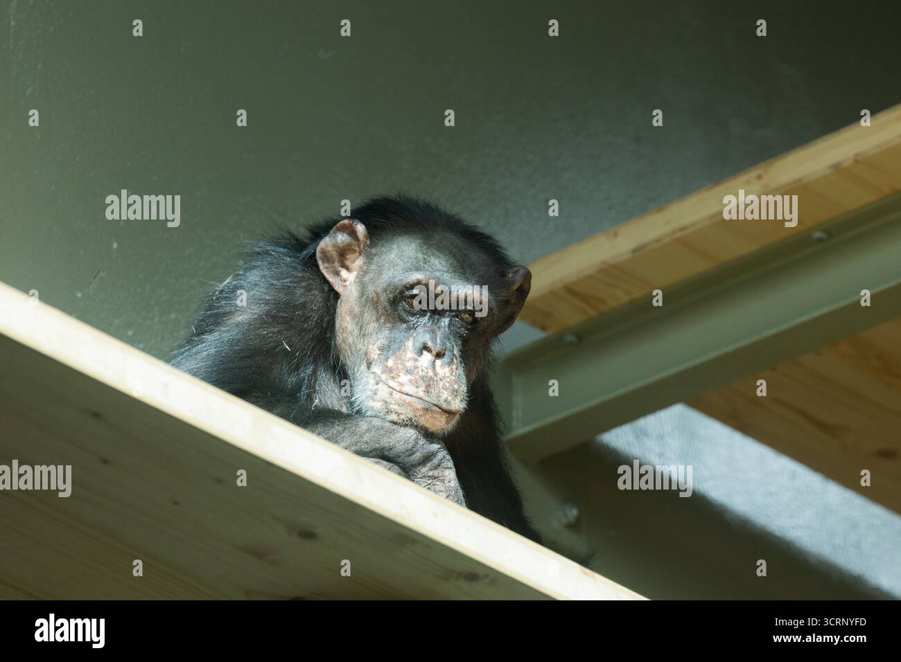 Krefeld, Germany. 02nd Oct, 2025. The West African chimpanzee Bally ...