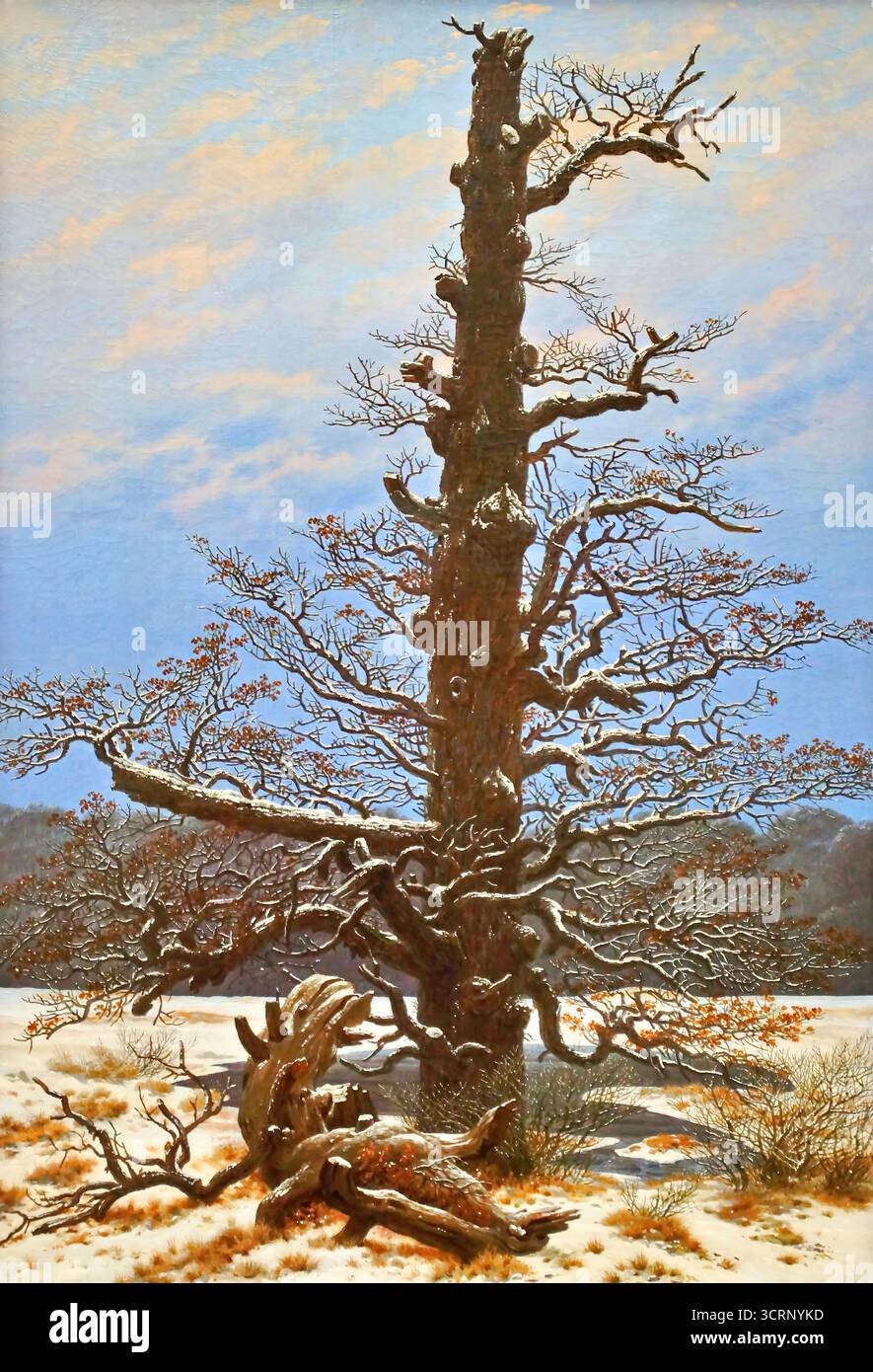 Oak on tree in Stock Vector Images - Alamy