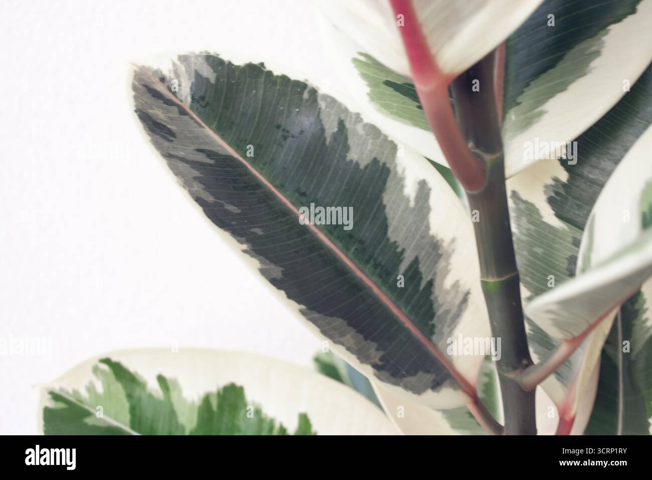 Ficus elastica tineke. Wallpaper, plant on a white background Stock ...