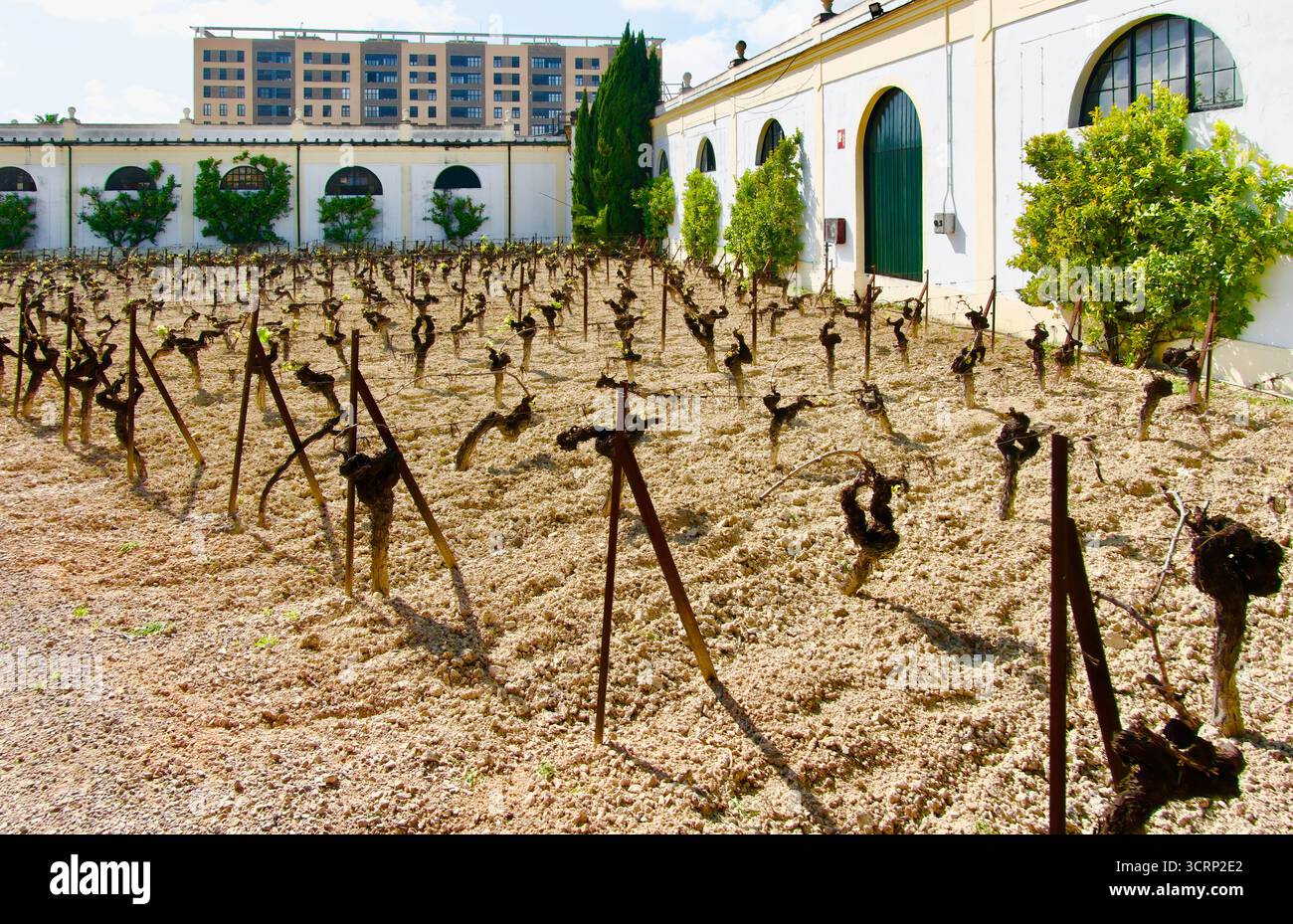 Rows of palomino fino grape vines with new leaves inside theGonzález ...