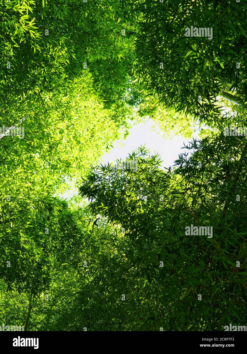 The bamboo forest at Kamakura Hokokuji Temple Stock Photo - Alamy