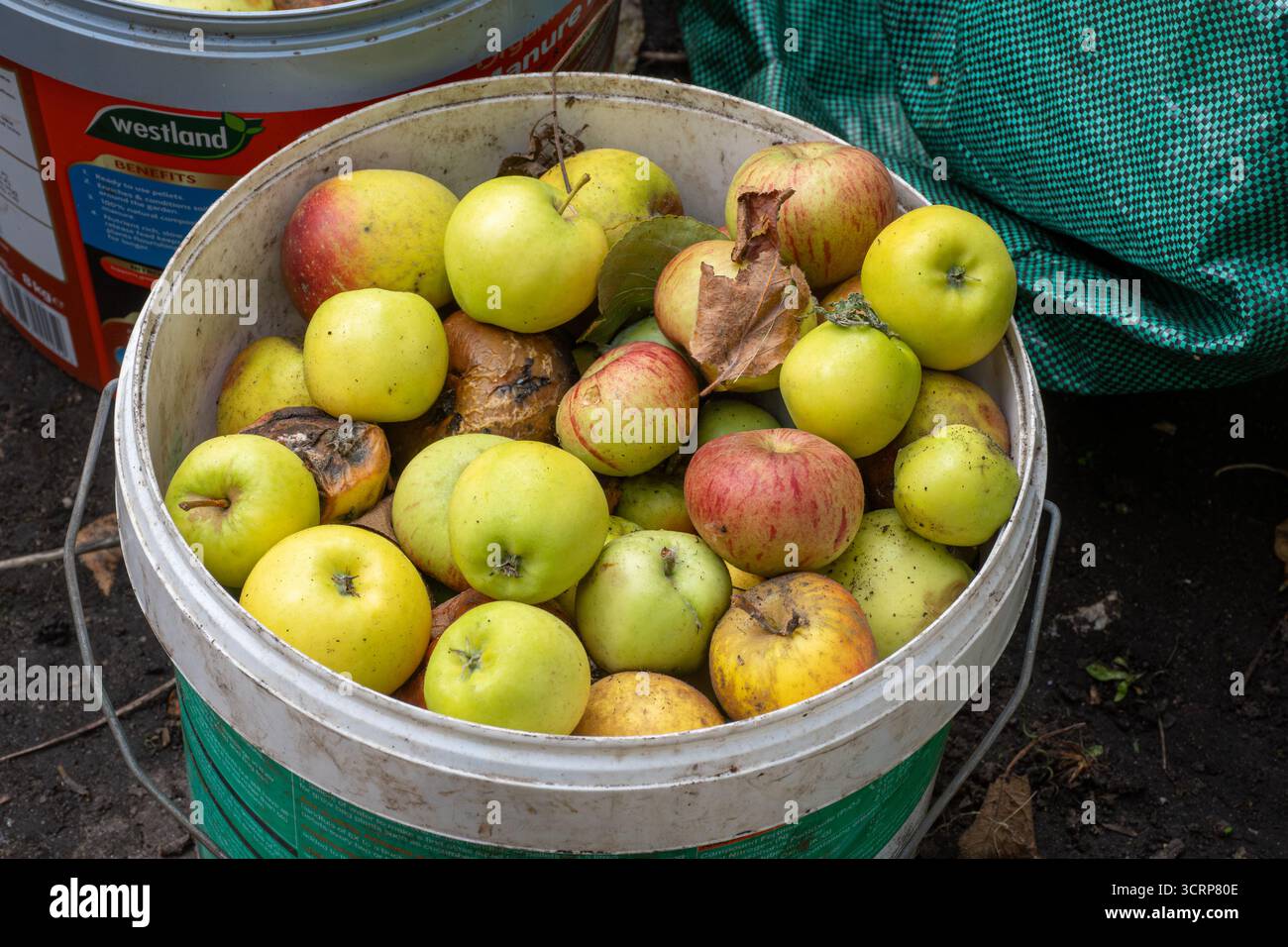 Fallen apples collected in a plastic tub in an autumn garden, England ...