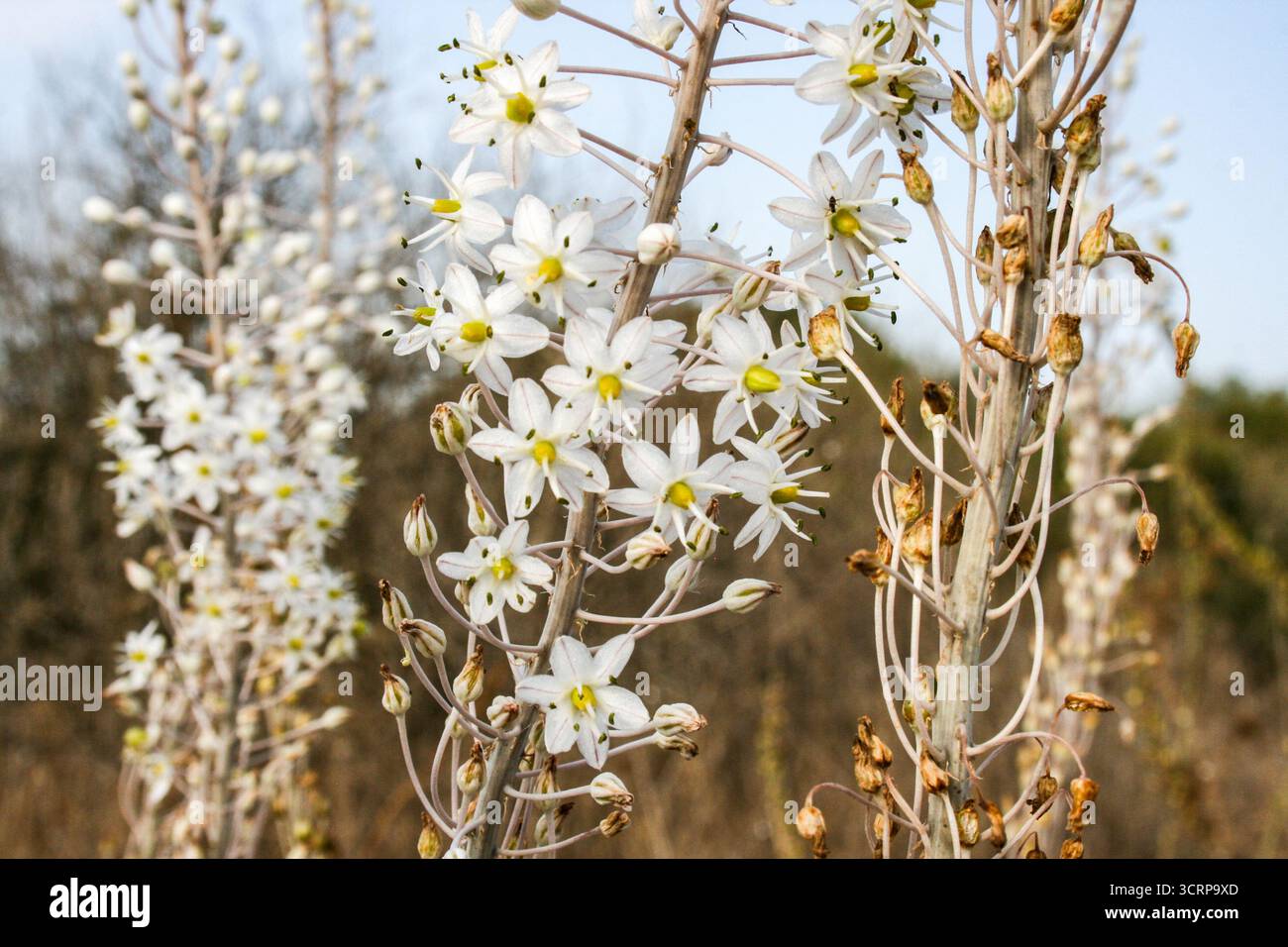 Sea squill drimia maritima hi-res stock photography and images - Alamy