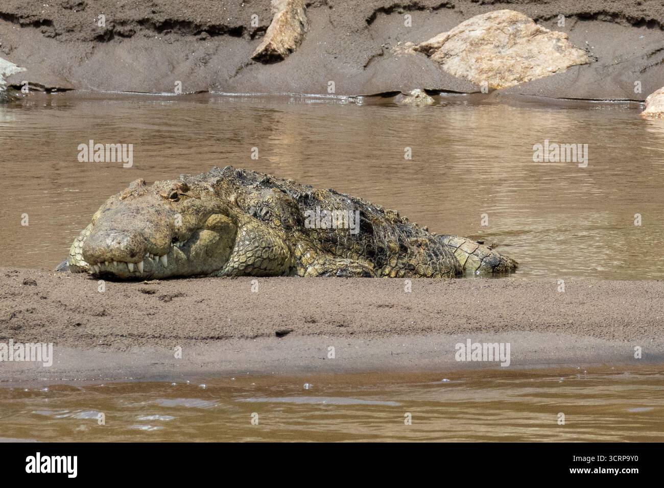 Crocodile sand river maasai hi-res stock photography and images - Alamy