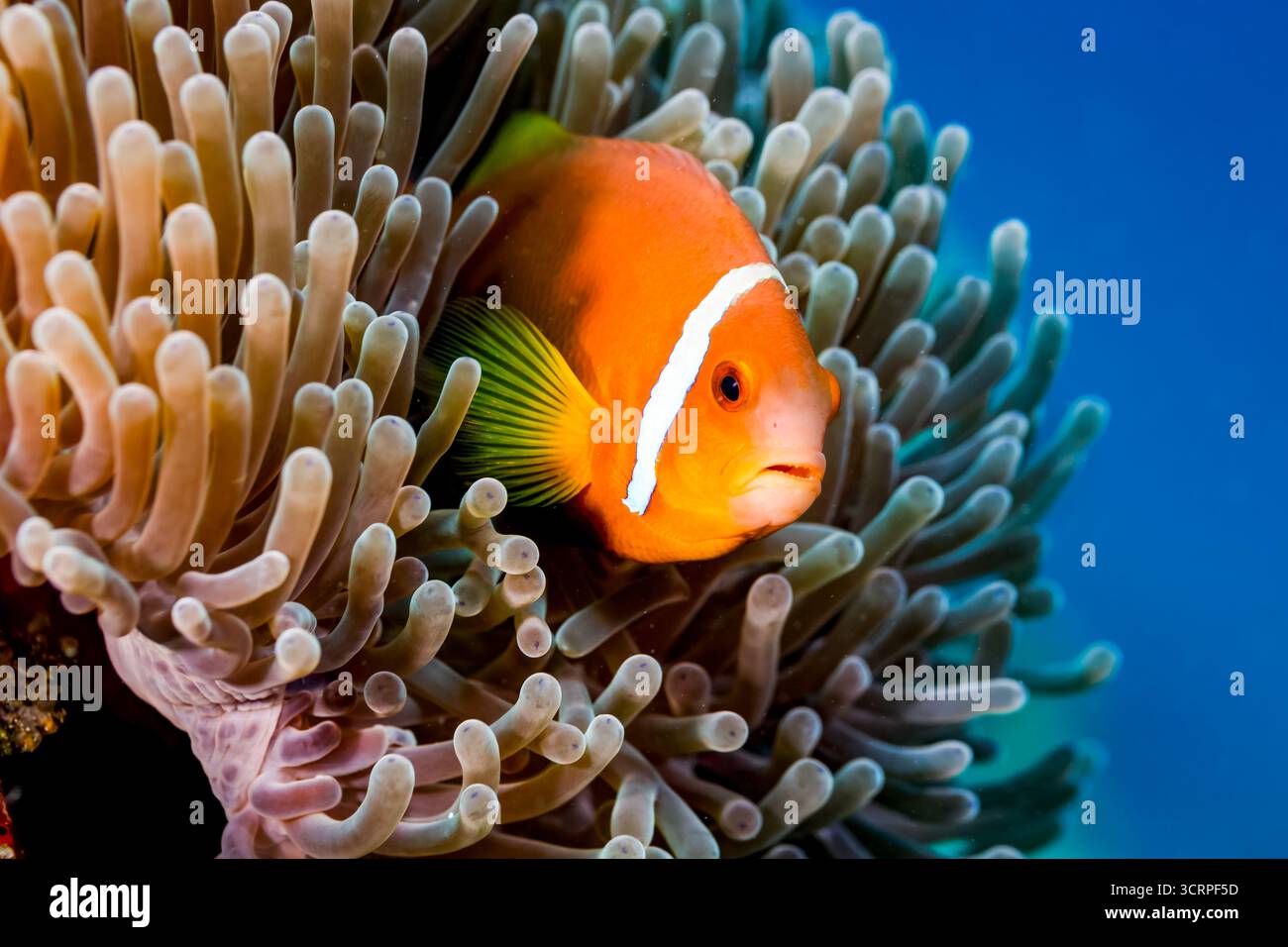 Fish with anemone bond hi-res stock photography and images - Alamy