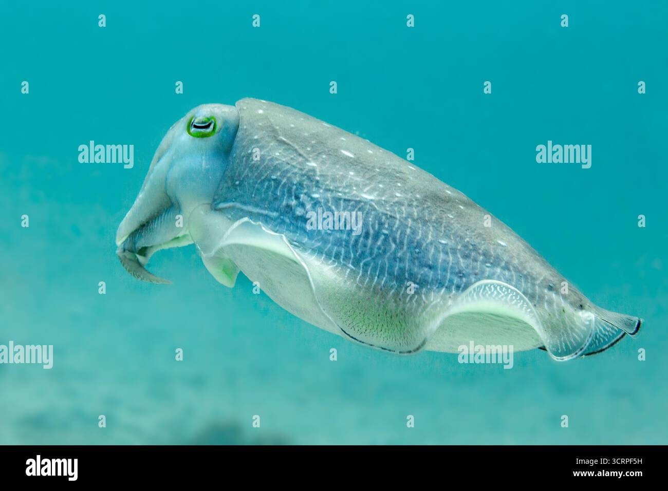 Cuttlefish swims in ocean hi-res stock photography and images - Alamy