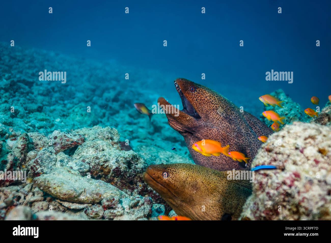 Two moray eels are seen in their natural habitat, surrounded by small ...