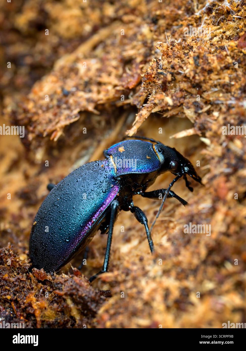 The violet ground beetle, or the rain beetle (Carabus violaceus). Side ...
