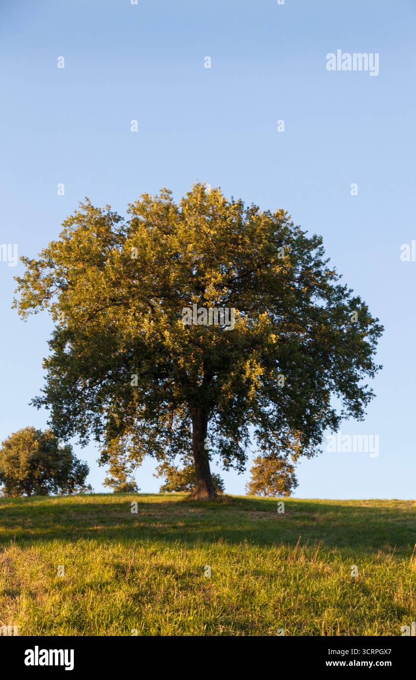 Smaller roots hi-res stock photography and images - Alamy