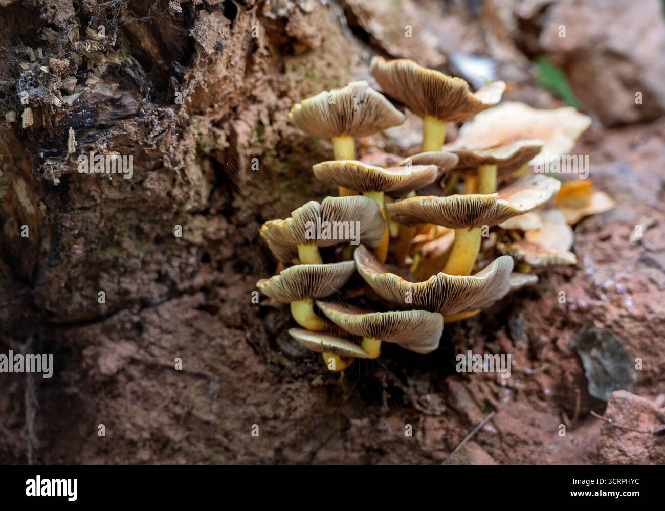 Fungi flourish on decaying wood, playing a vital role in decomposition ...