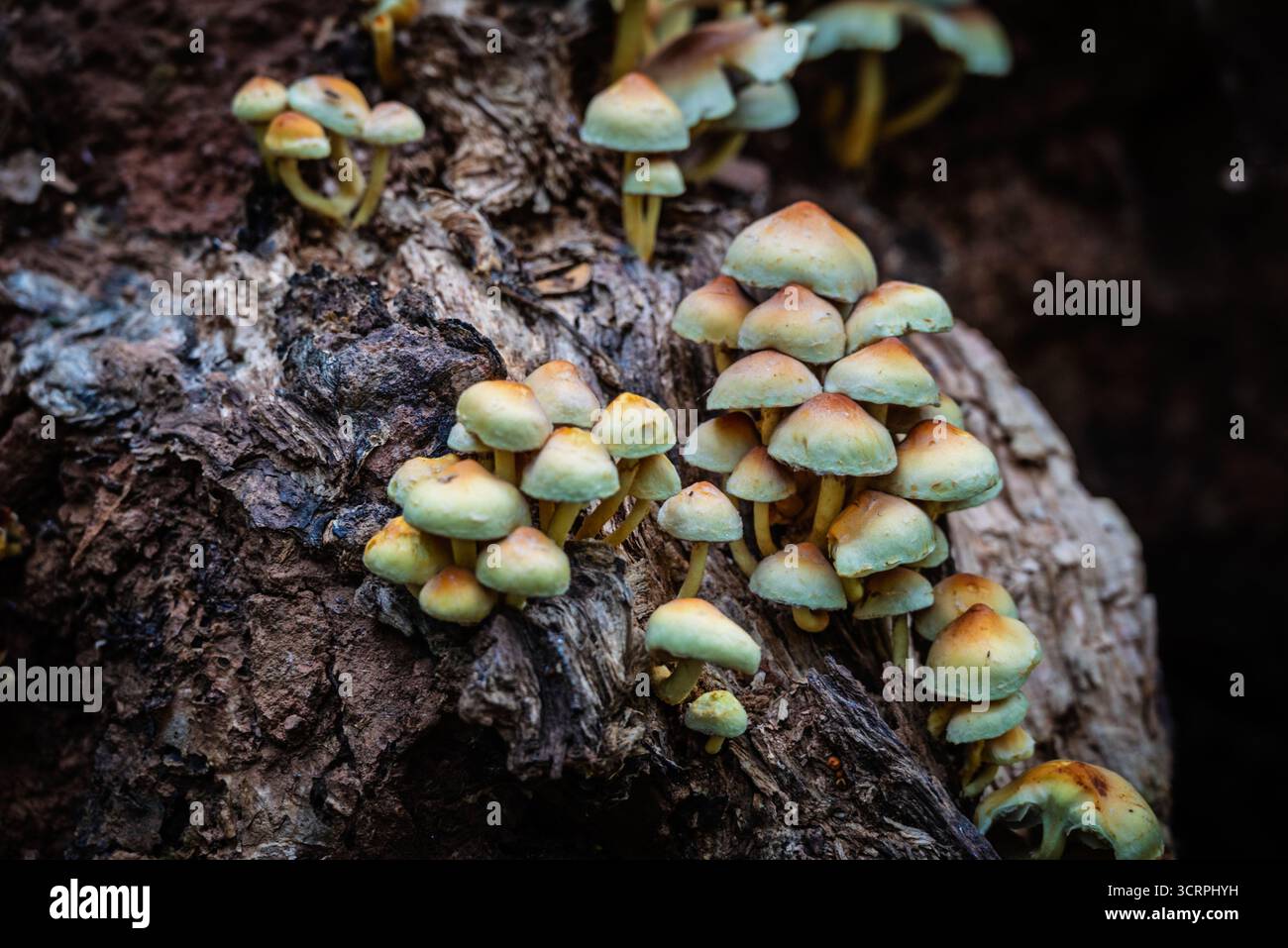 Fungi flourish on a decaying tree, playing a vital role in ...