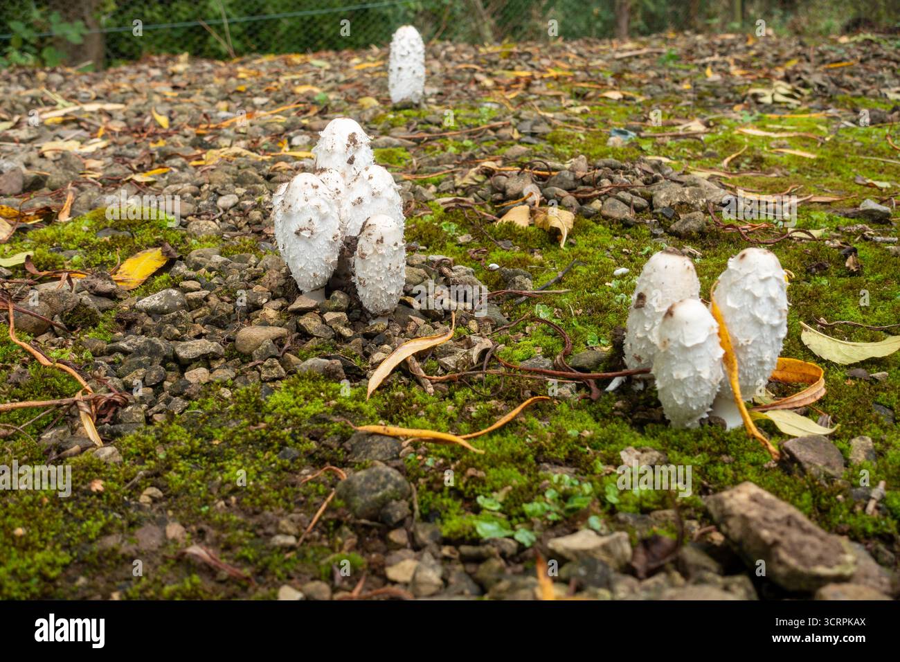 Cylindrical shaped stem hi-res stock photography and images - Alamy
