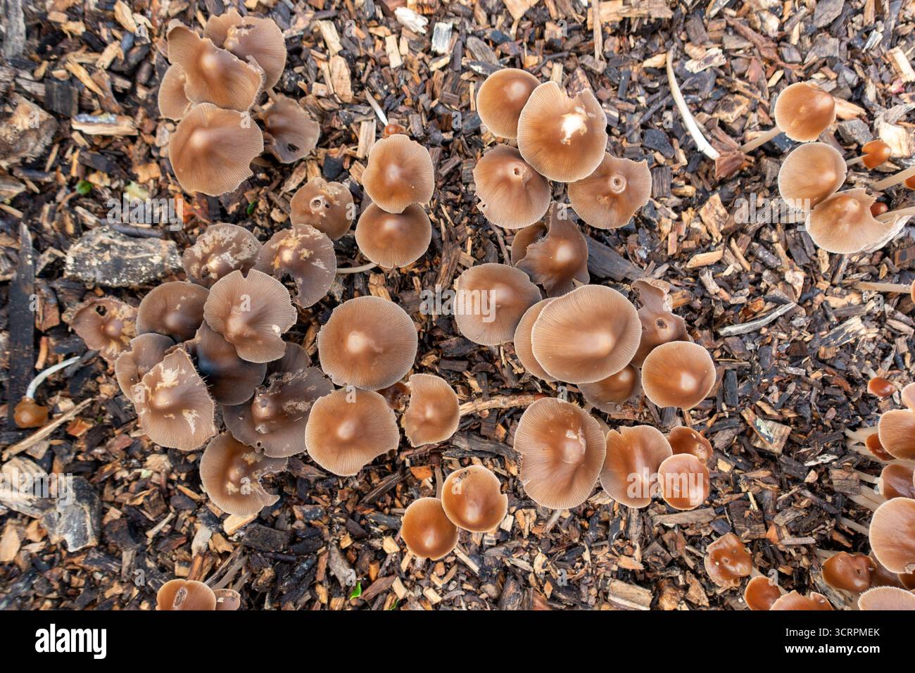Candolleomyces candolleanus, commonly known as the Pale Brittlestem or ...