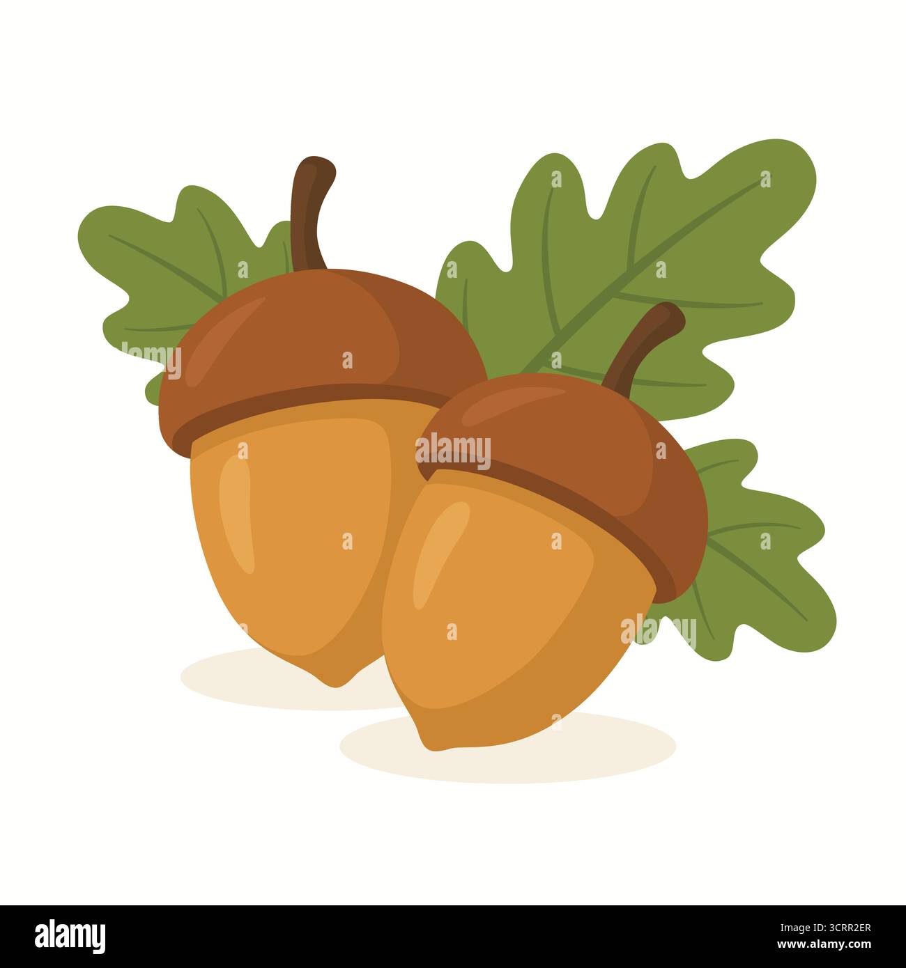 Acorn on the tree Stock Vector Images - Alamy
