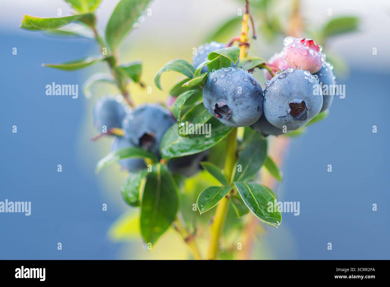 Soft and wet blueberries ripening in summer garden Stock Photo - Alamy