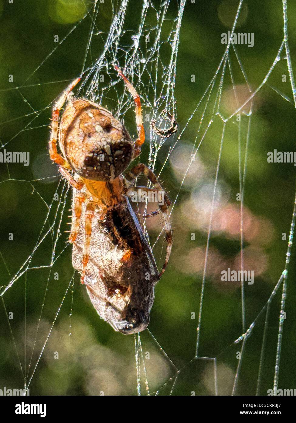 Close-up of a garden spider feeding on wrapped prey in its web, showing ...