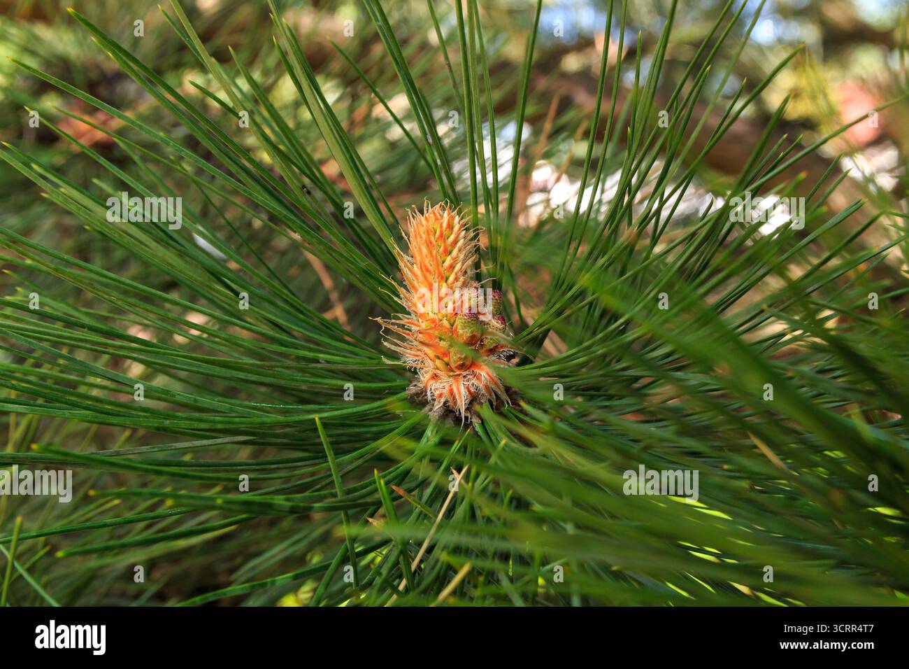 Beauty in flora hi-res stock photography and images - Alamy