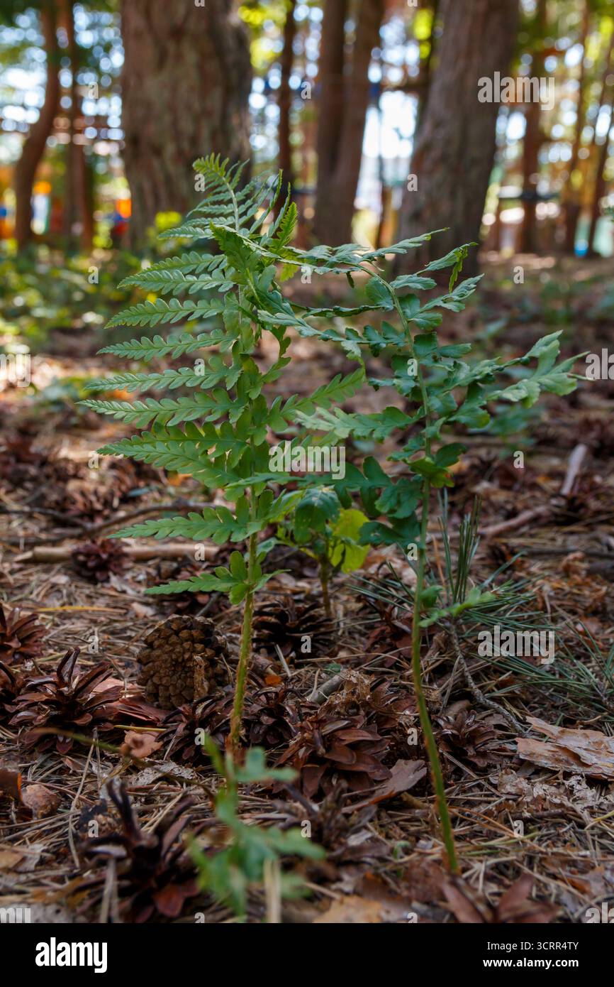 Fern bloom hi-res stock photography and images - Alamy