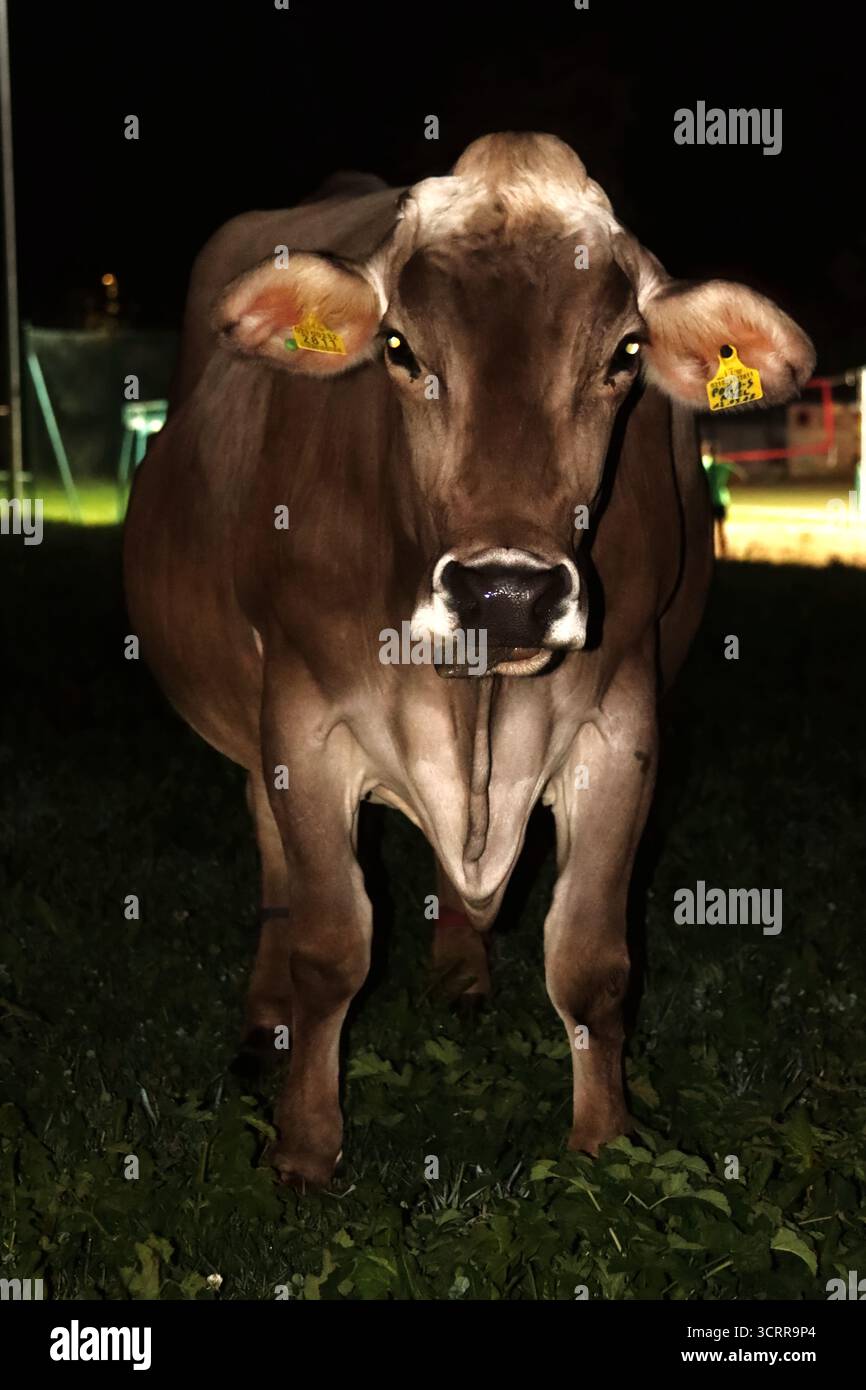 Lone cow on field hi-res stock photography and images - Alamy