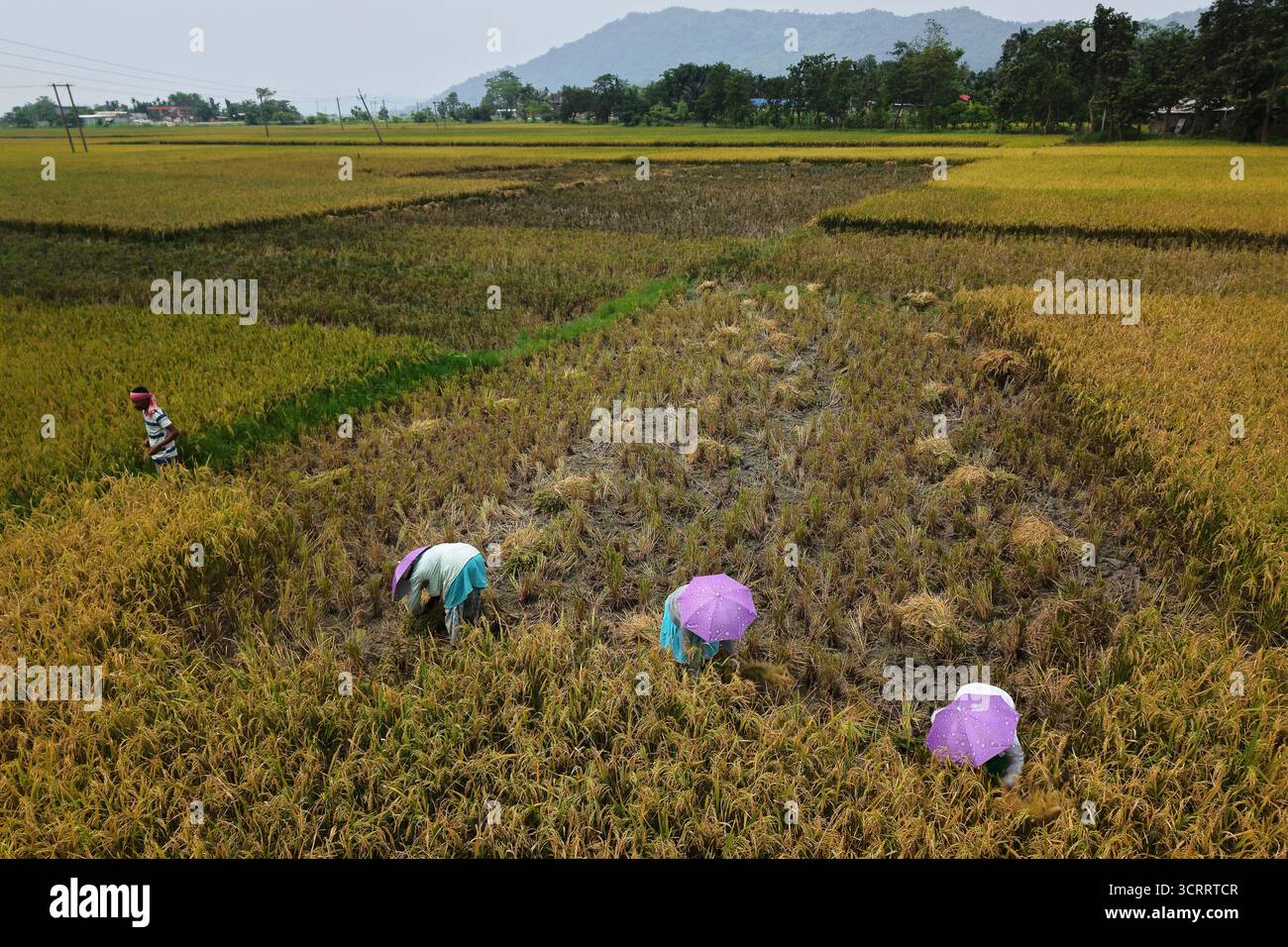 FILE - Farmers harvest rice crop in a paddy field on the outskirts of Guwahati, India, May 24 ...