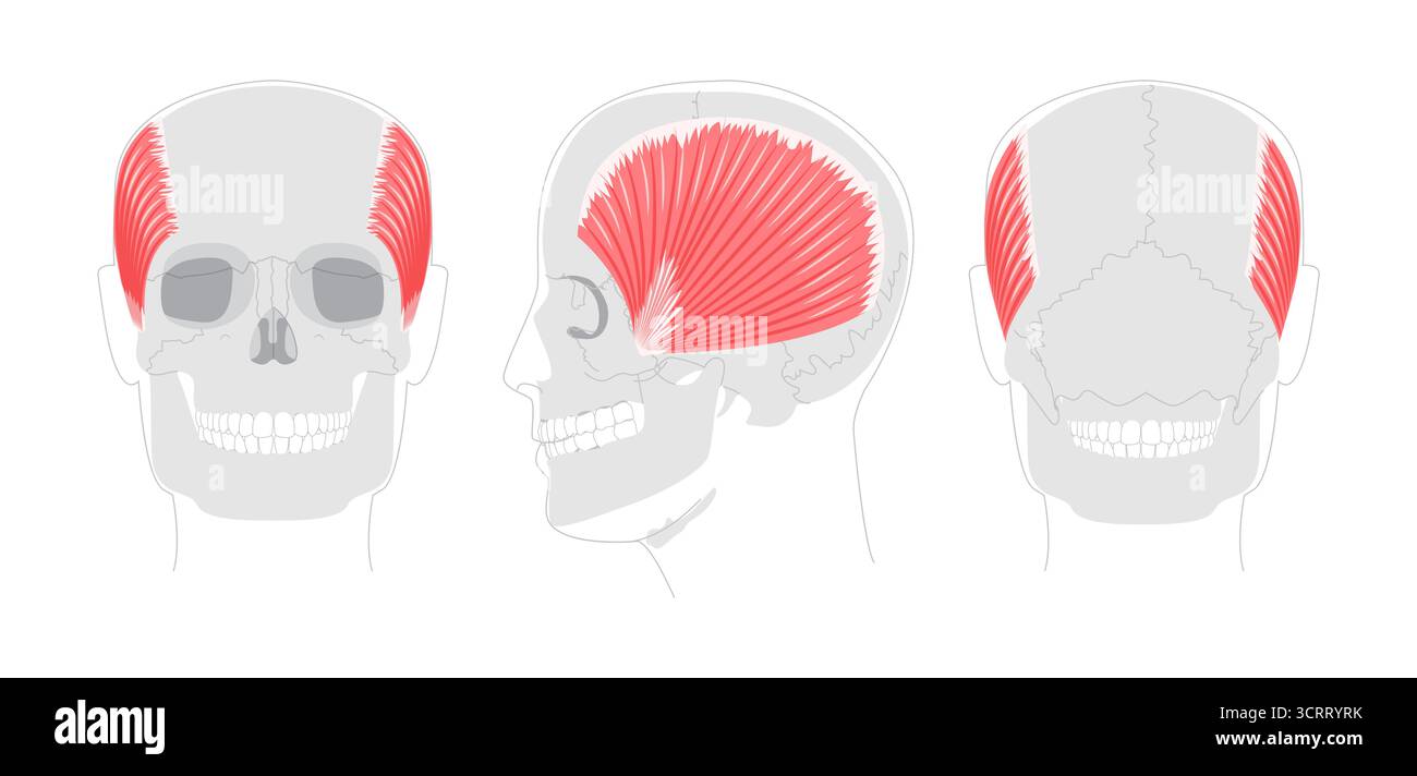 Temporalis - Human jaw muscle displayed in detailed anatomy chart ...