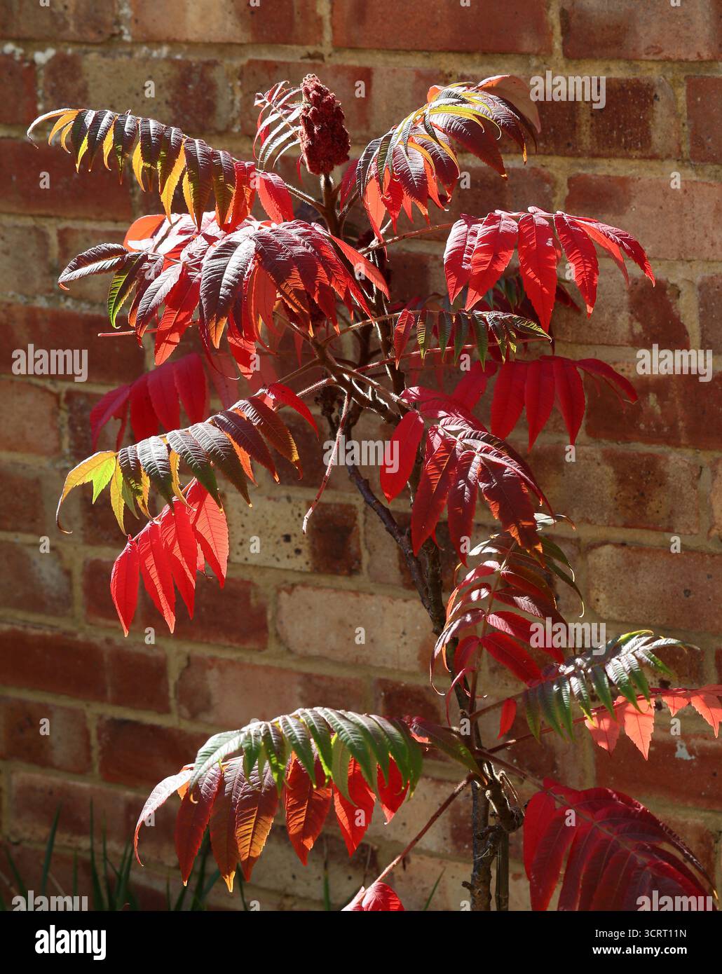 Tree hairy sumac hi-res stock photography and images - Alamy