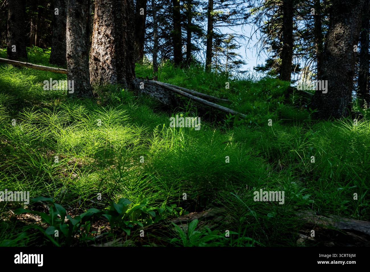 Patches of Light Hit The Dark Forest Floor In Yellowstone Stock Photo ...