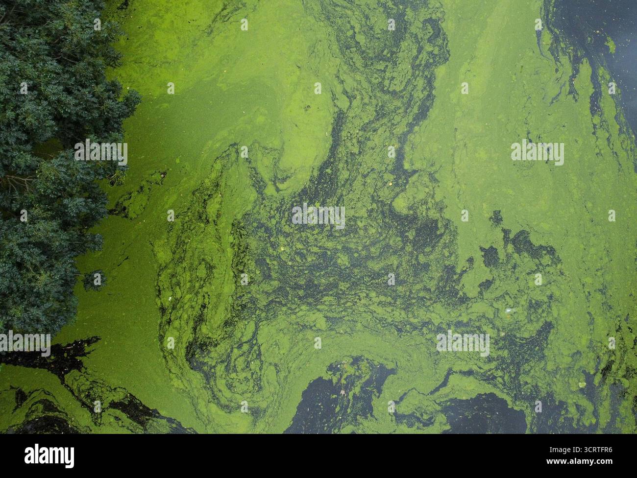 Aerial view of green algae bloom covering the surface of still water ...