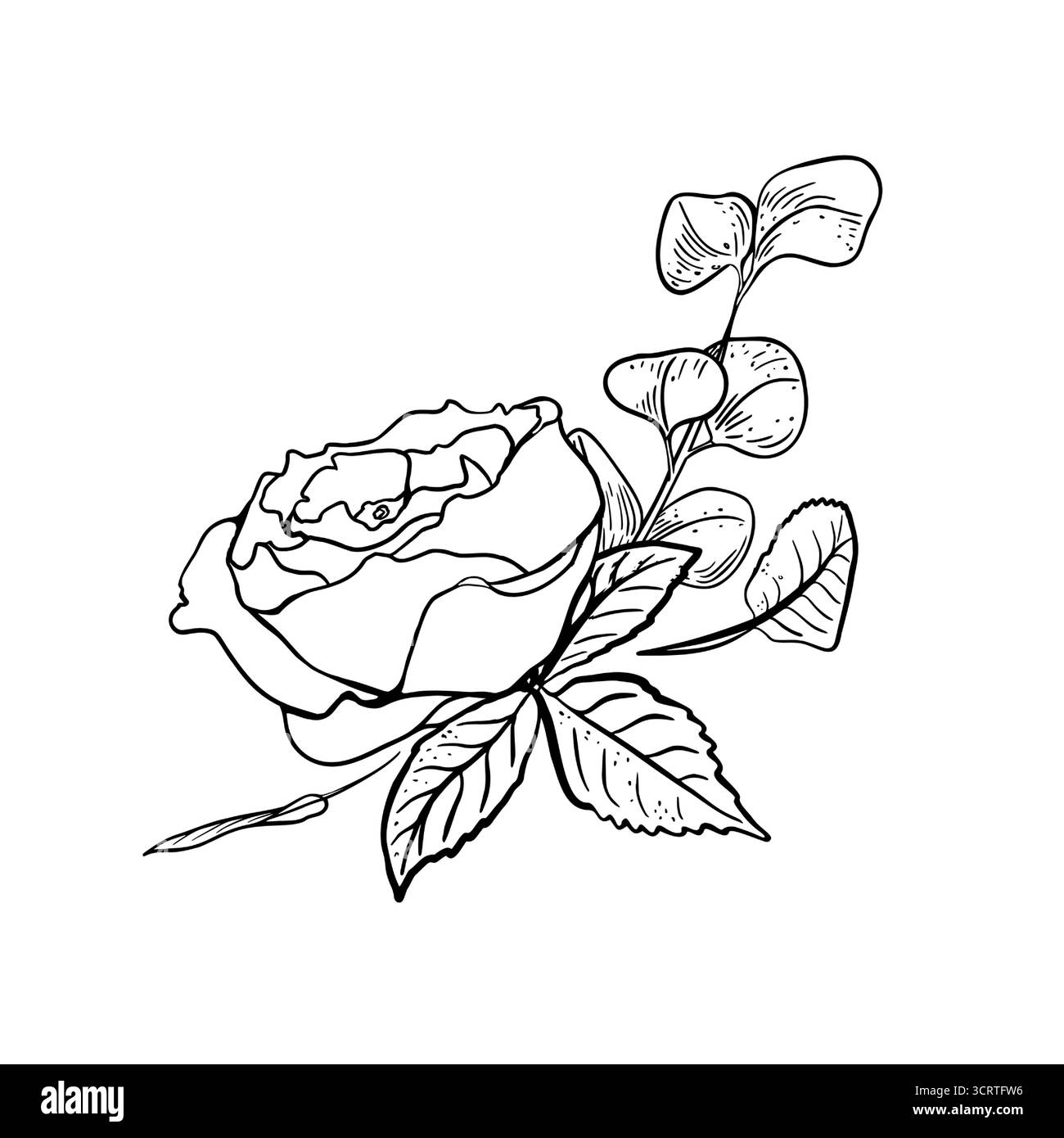 Painted rose Black and White Stock Photos & Images - Alamy