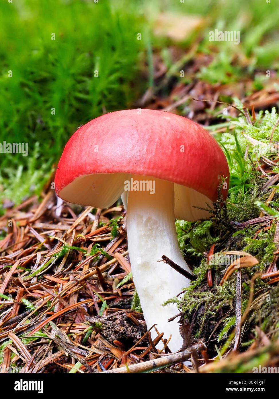 Family russulceae hi-res stock photography and images - Alamy