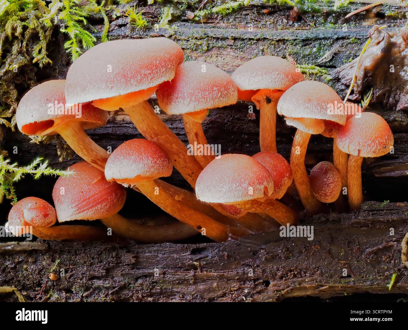 A group of Pale red Hypholoma Fungi on a dead Conifer Tree, possibly ...