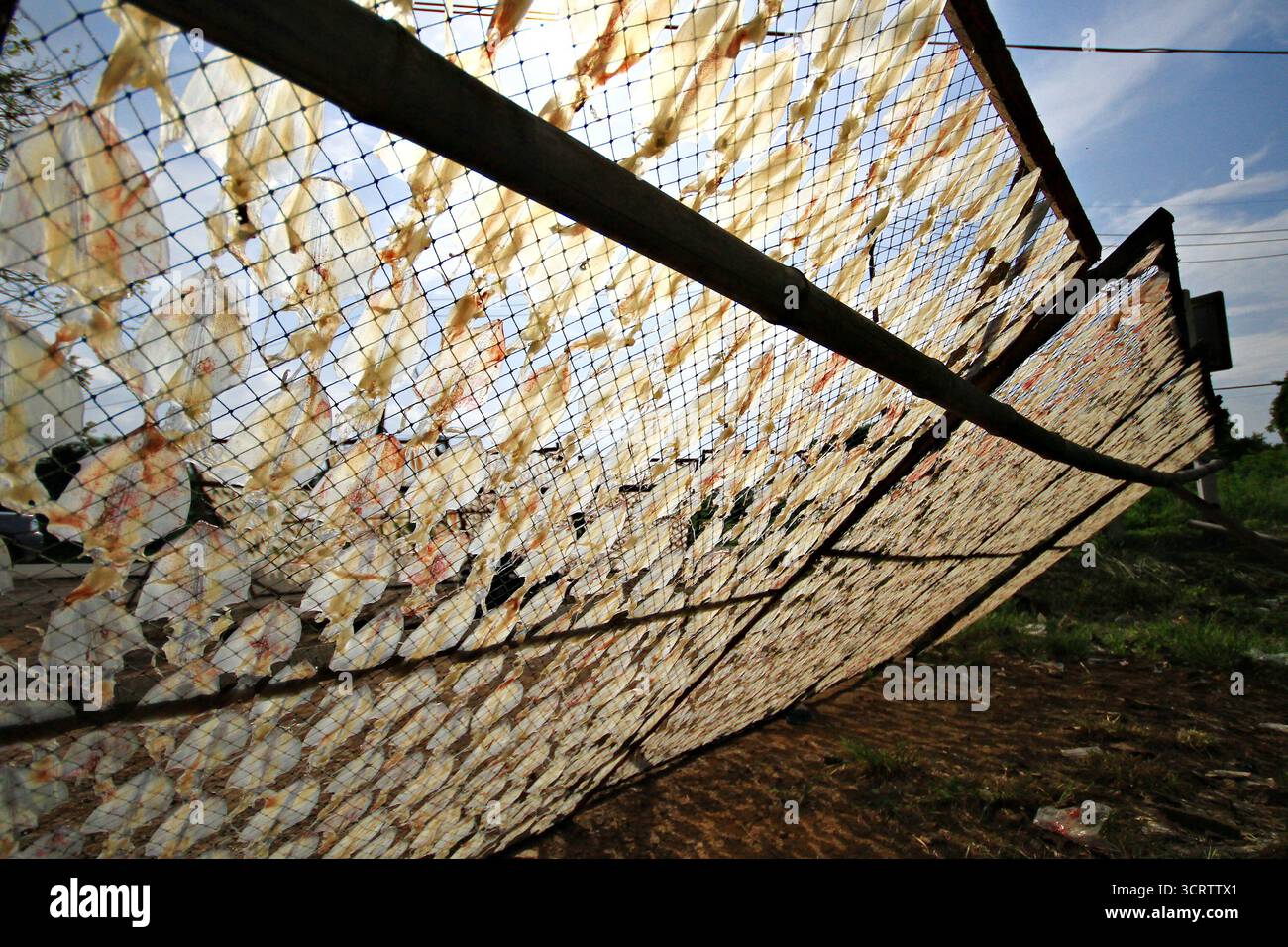 Processed seafood from fishing hi-res stock photography and images - Alamy