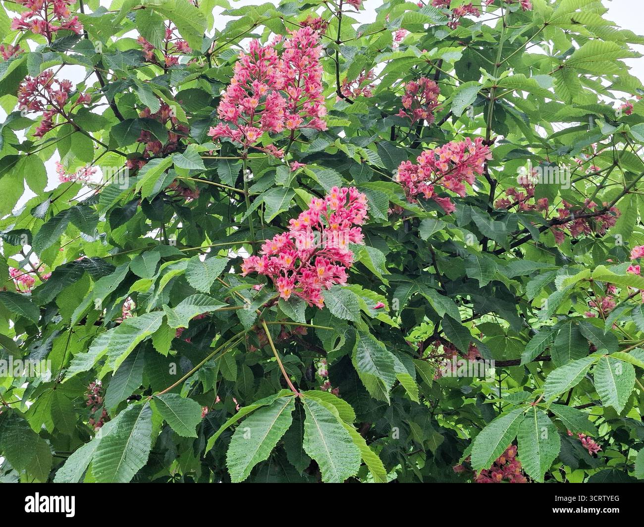Flowering red horse chestnut tree. Aesculus carnea Stock Photo - Alamy
