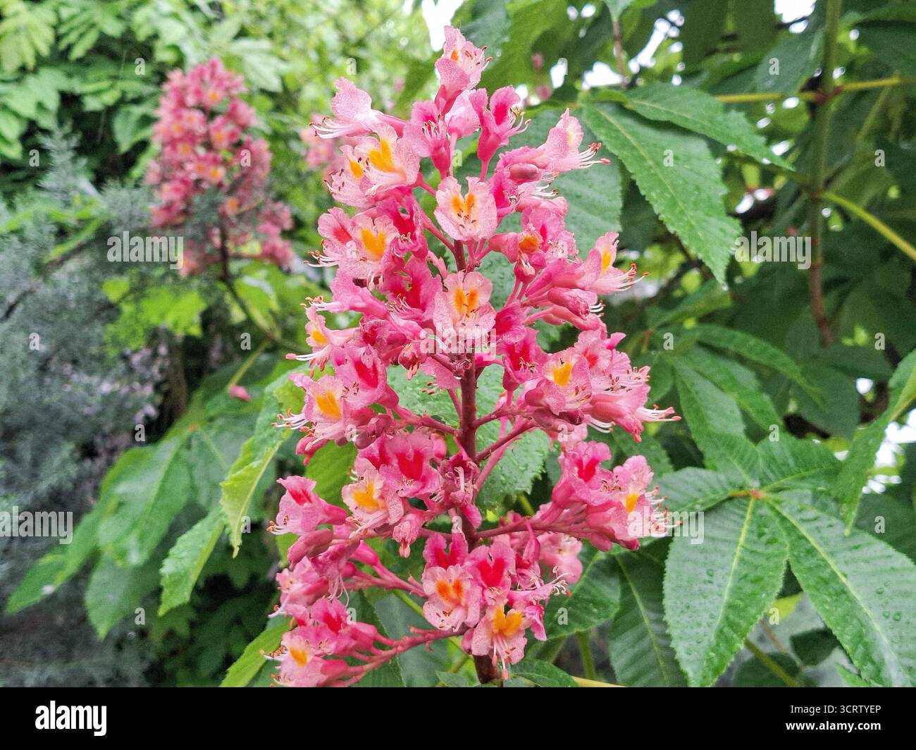 Flowering red horse chestnut tree. Aesculus carnea Stock Photo - Alamy