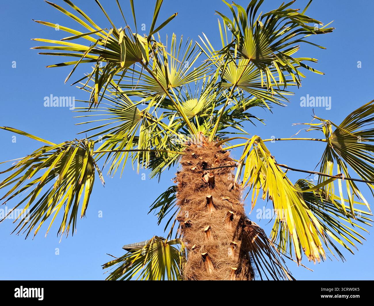 Chinese windmill palm in Romania. Trachycarpus fortunei Stock Photo - Alamy