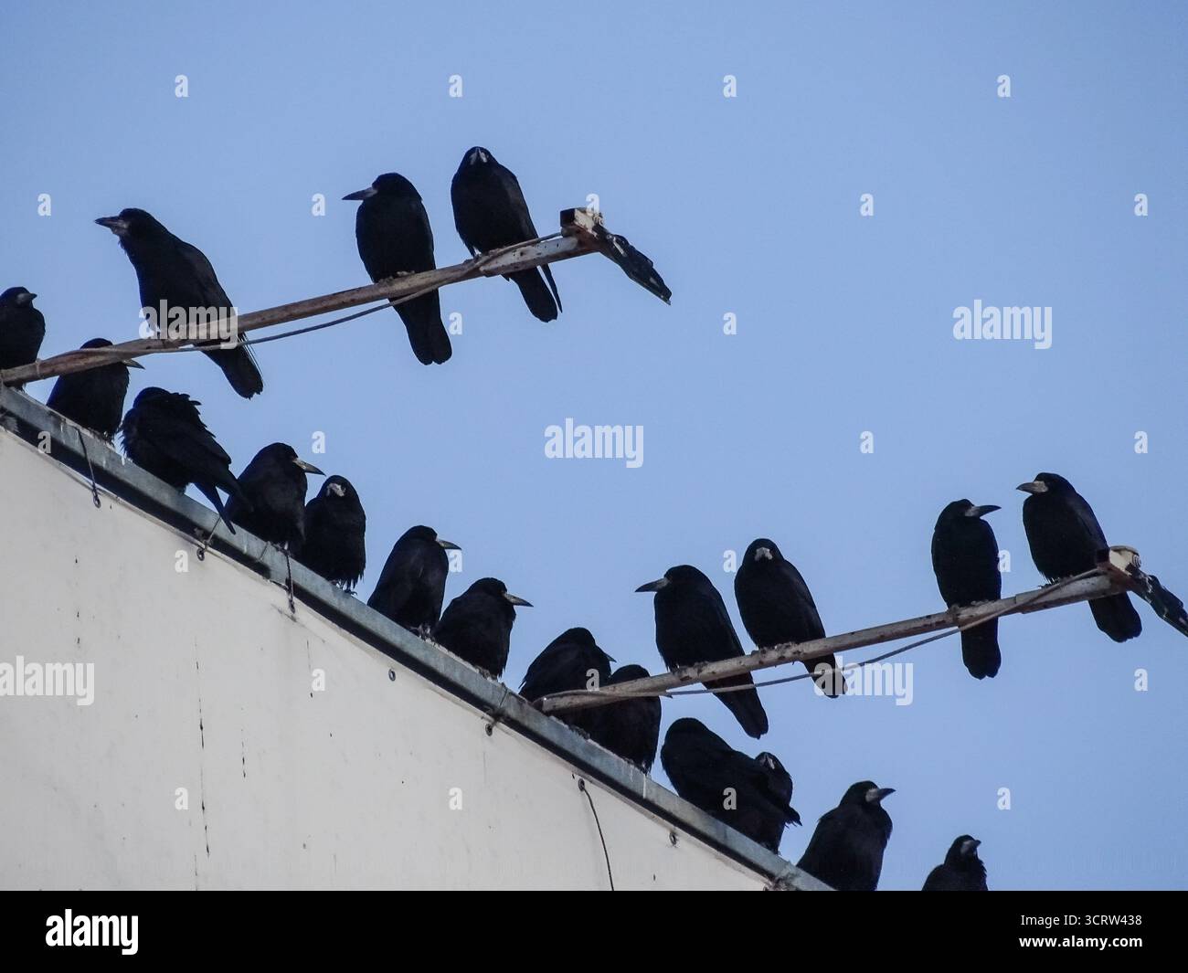 Crows on building roof hi-res stock photography and images - Alamy