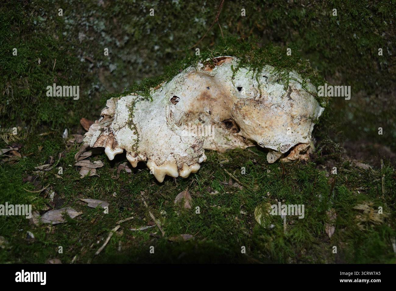 Wild Animal Skull in Woods. Scary horror rotten Stock Photo - Alamy