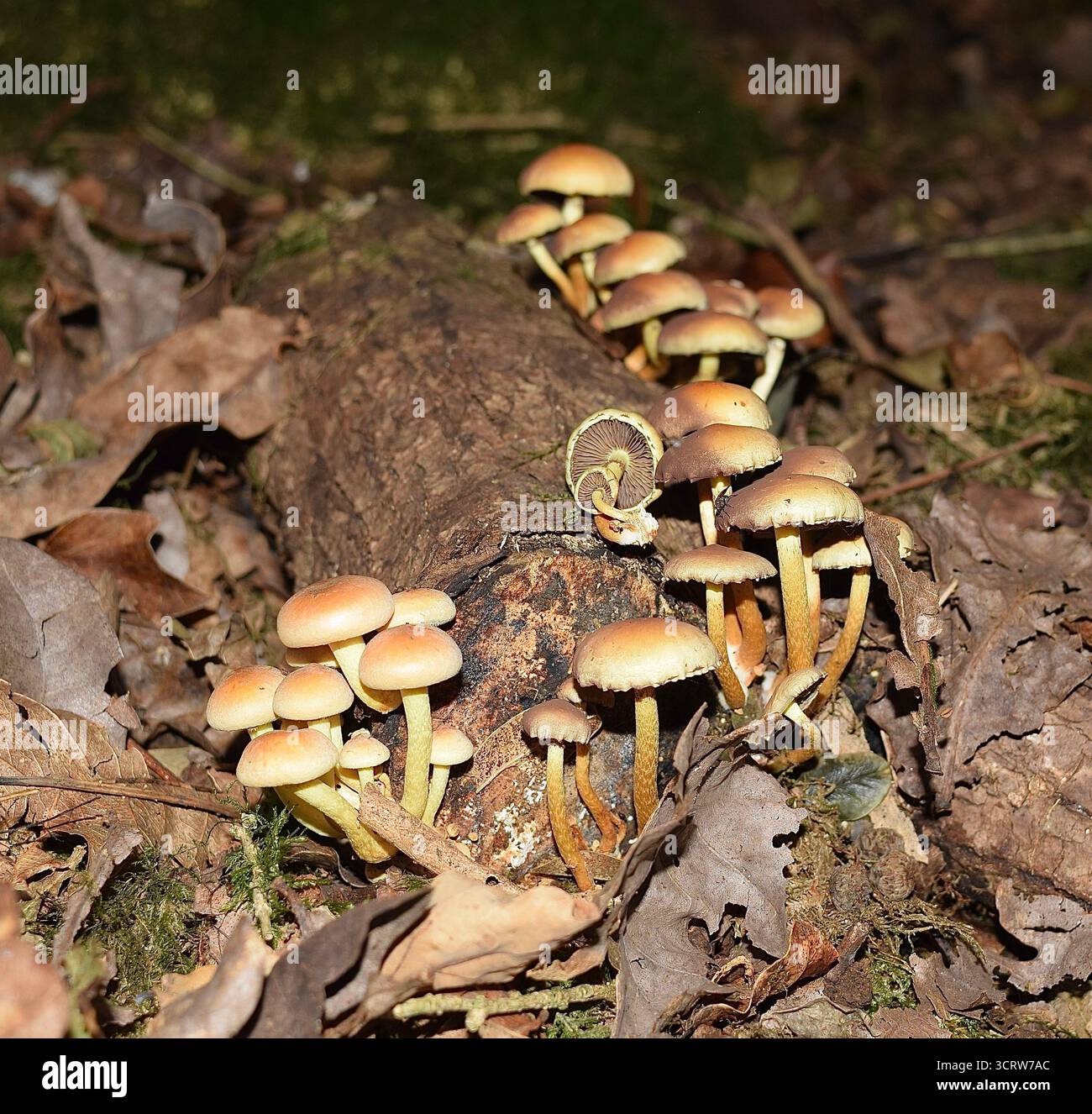 Sulphur Tuft Fungi, Hypholoma Fasciculare, Clustered Woodlover ...
