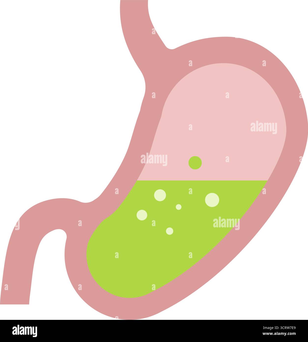 Pink human stomach anatomy hi-res stock photography and images - Alamy
